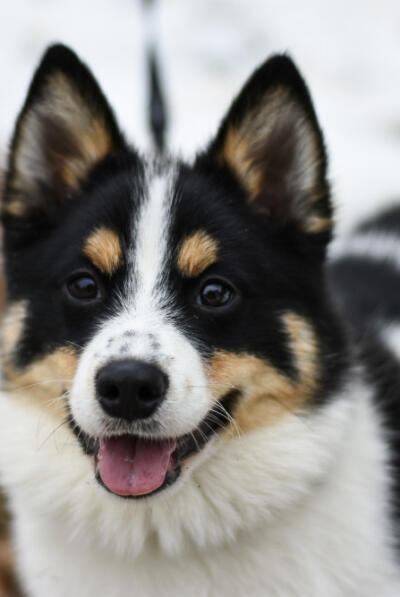 placedog.net - Pooch-holders