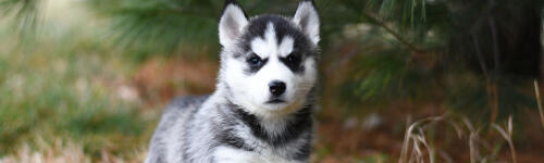 placedog.net - Pooch-holders